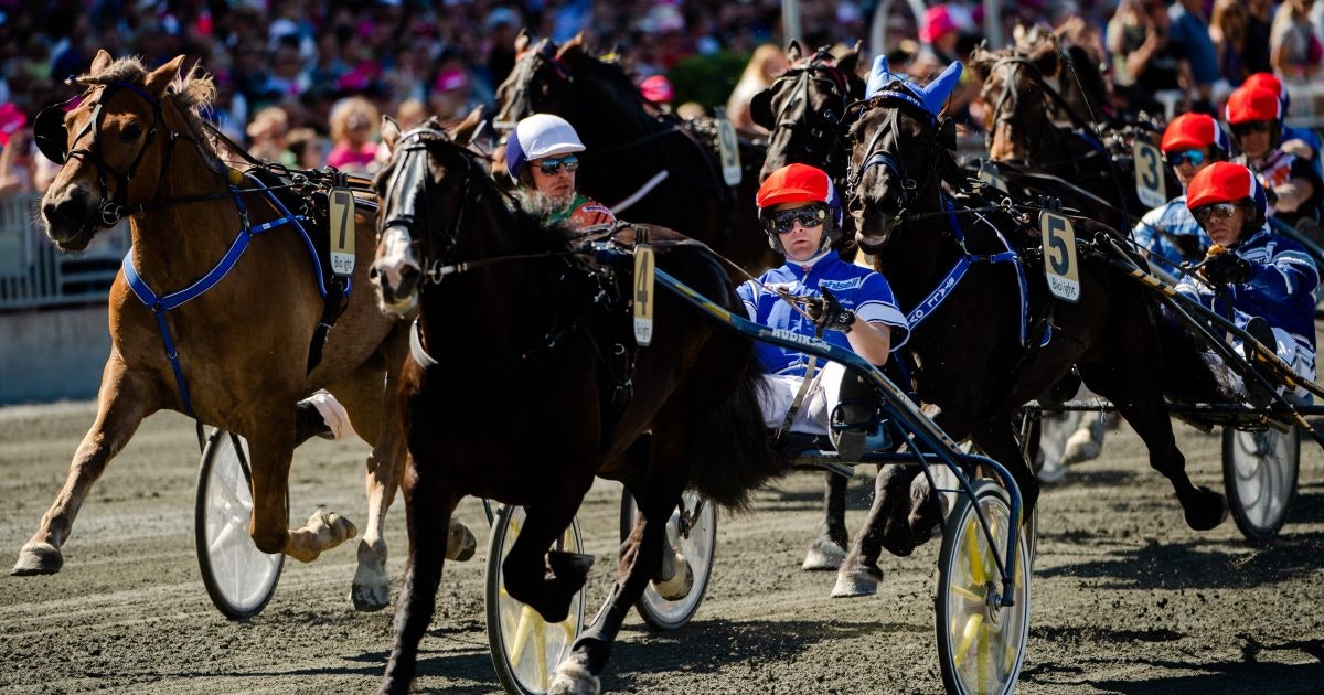 Vad är travsport? - Guider & Tips från Travstugans Travskola