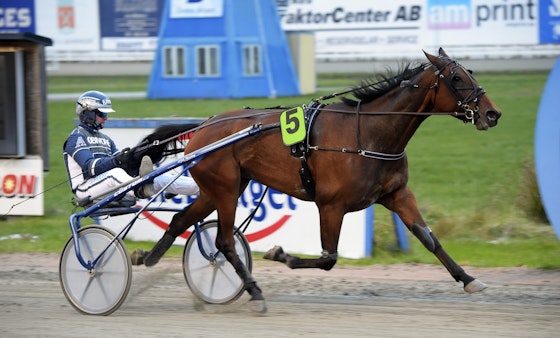 Travstugans andelshäst - Tryggt och enkelt ägande » Travstugan.se