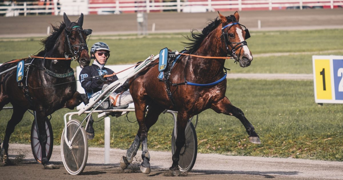 Profilförvärv till Jennifer Persson » 22 sep. | Nyhet - Travstugan.se