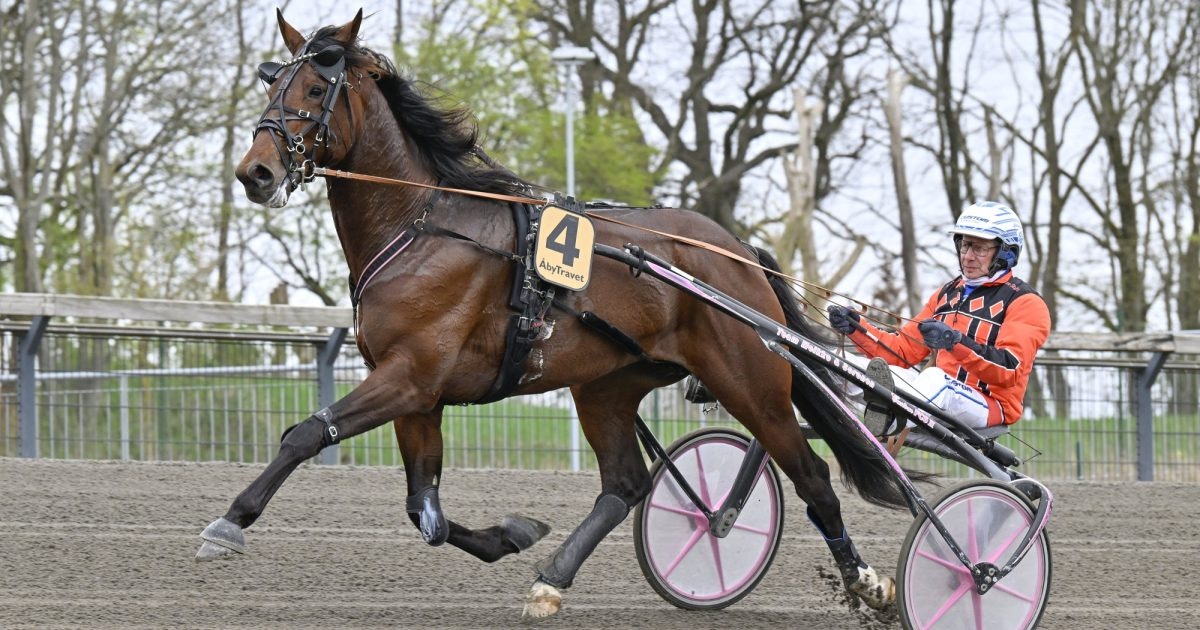 Hingsten till Eriksson - och mot Frankrike » 2 dec. | Nyhet