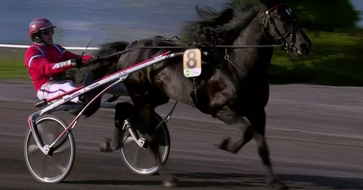 Kallblodsstjärnan med ny kusk » 19 mars | Nyhet - Travstugan.se